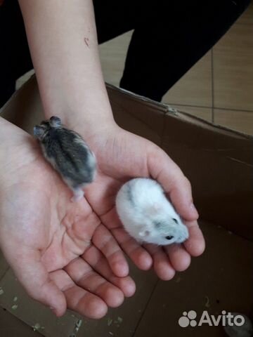 Джунгарский хомяк