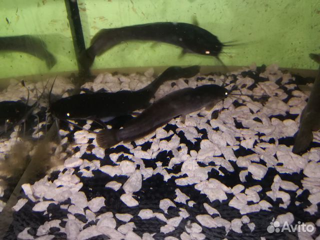 Сомики клариус