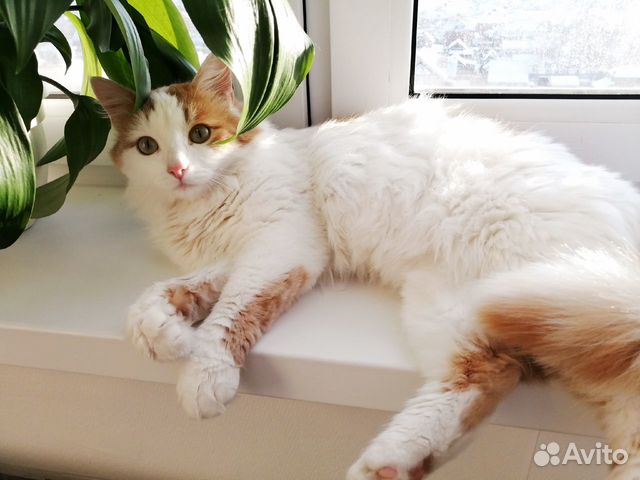 Кот Степа ищет дом