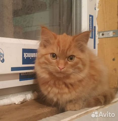 Шикарный рыжий малыш ищет дом