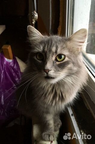 Кошка Дымок