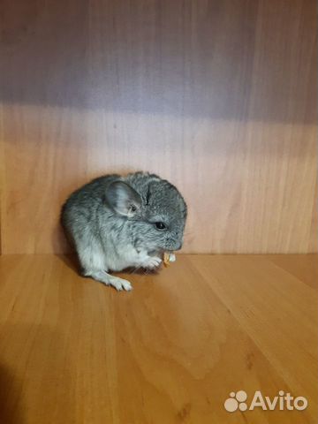 Шиншилла девочка
