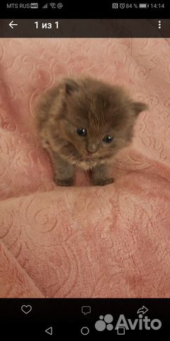 Котенок