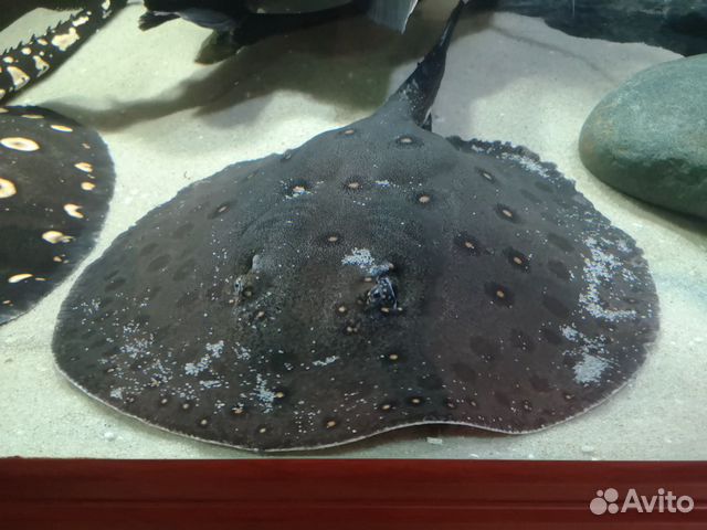 Скат моторо