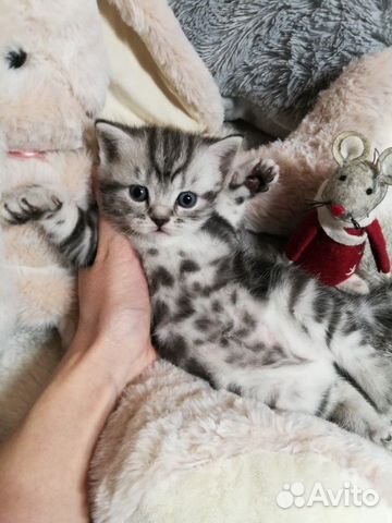 Котенок шотландский