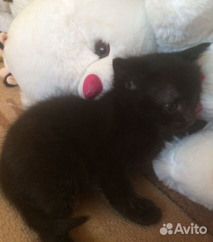 Чудные малышки-кошечки