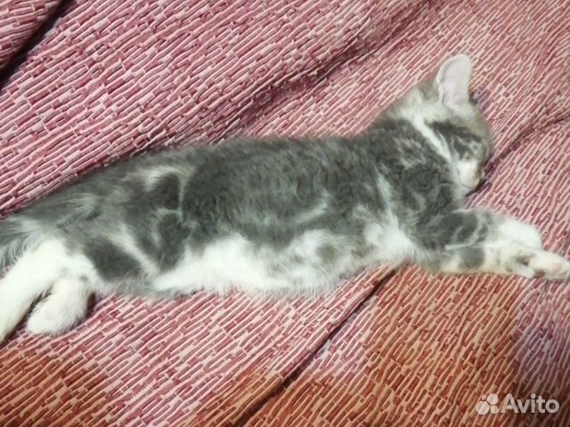 Котенок