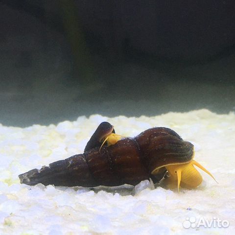 Улитка Тиломелания, оранжевый кролик 3 шт