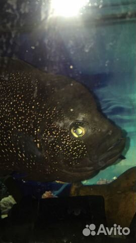 Паратиляпия звездчатая поллени и Сом