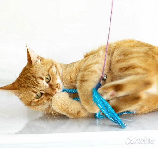 Рыжий толстячок