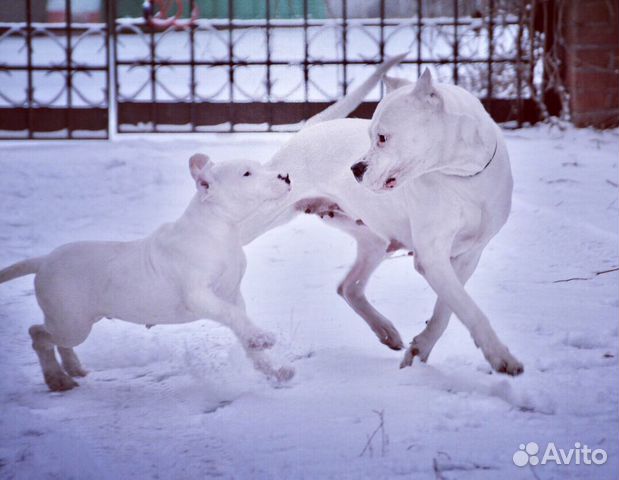 Аргентинский дог