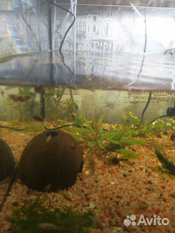 Рыбка манагуанец