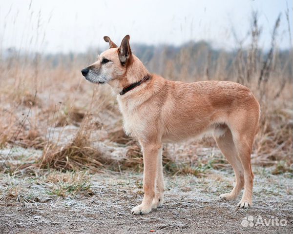 Бородач Хутч собака ищет дом