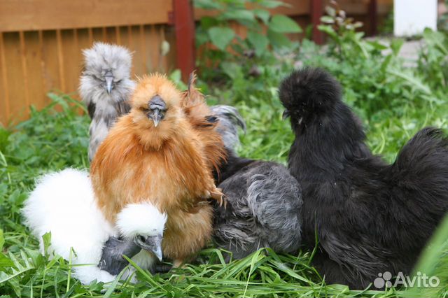 Инкубационное яйцо из Генофонда (питер)