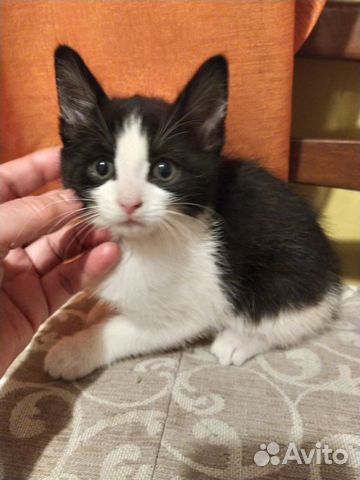 Котенок мальчик 2 мес