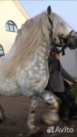 Племенные лошади