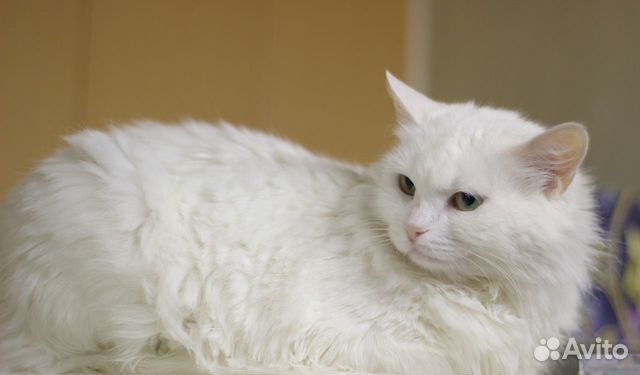 Кошечка Саяна ищет дом