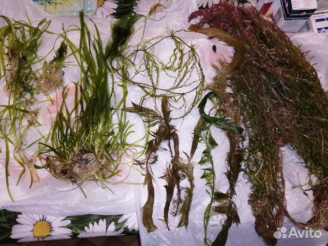 Аквариумные растения