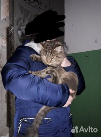 SOS кошка ищет дом