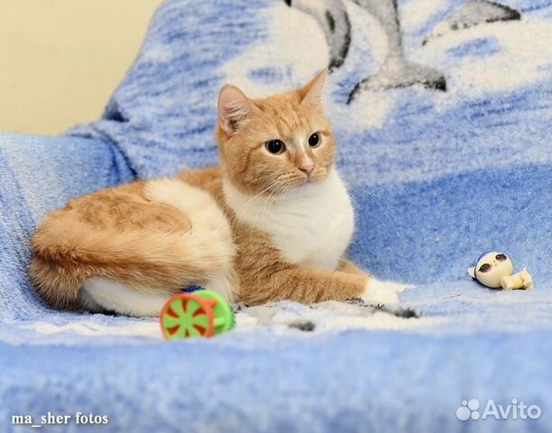 Рыжуля в добрые руки