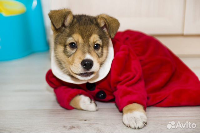 Щенок (девочка. 1,5 месяца) в дар, в добрые руки