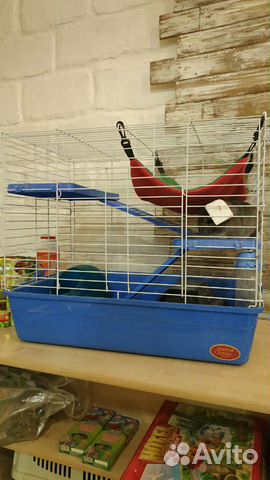 Шиншилла под ключ