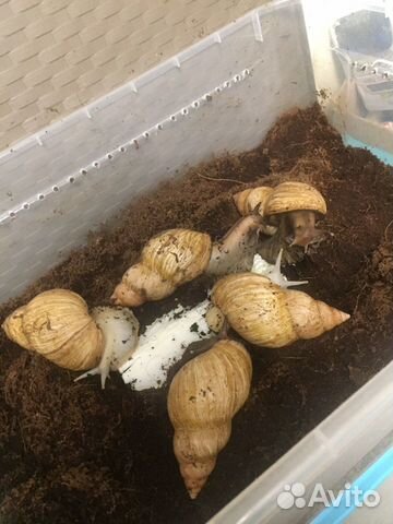 Улитки-ахатины с контейнером