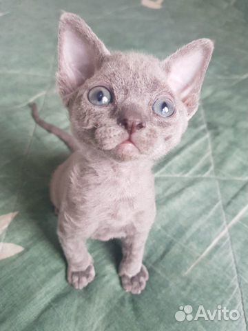 Котята девон рекс