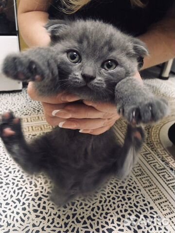 Британская