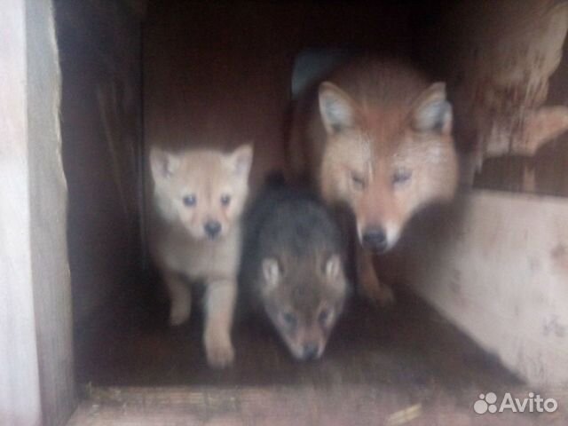 Щенки шалайки, собака Сулимова, гибриды шакала