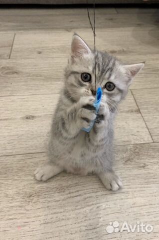 Кошка шотландцы