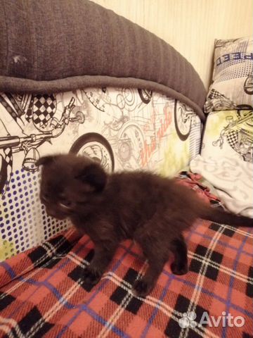 Котенок веслоухий