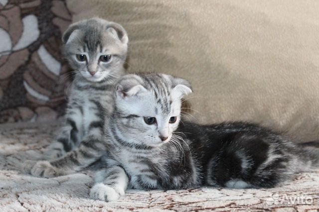 Котята полубританцы