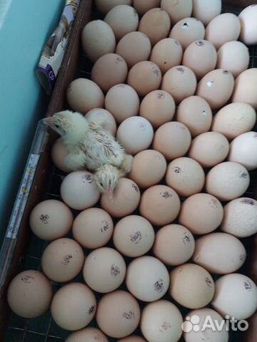 Яйцо инкубационное