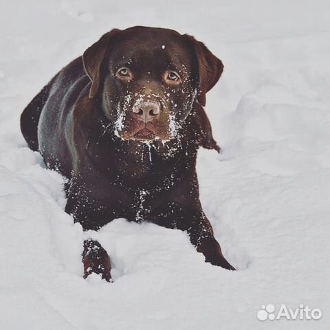 Щенки Лабрадора