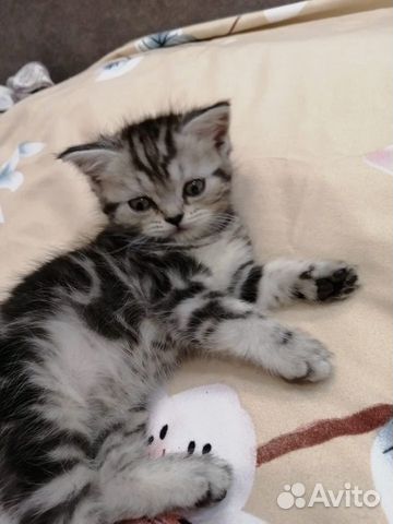 Шотландский котёнок