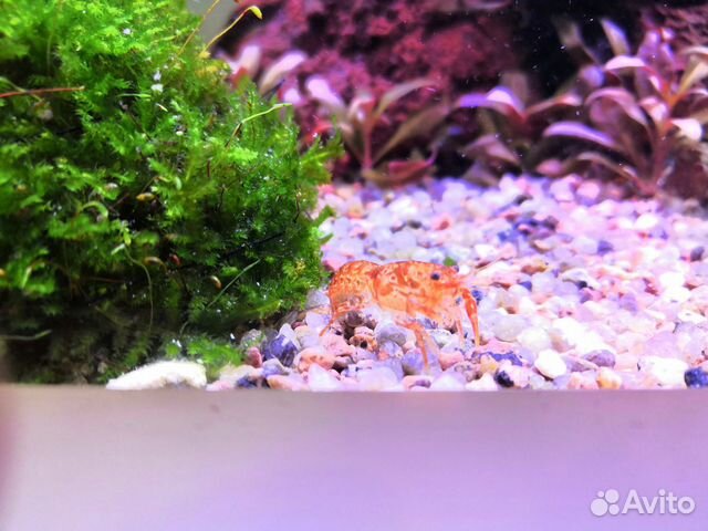 Карликовый мексиканский рак