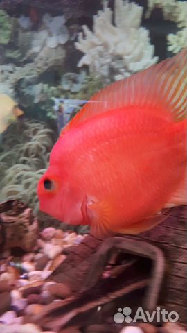 Рыба акквариумная