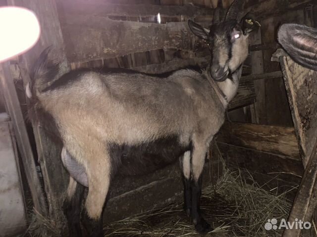 Козлик альпийский