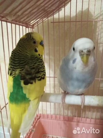 Продаю попугаев с клеткой