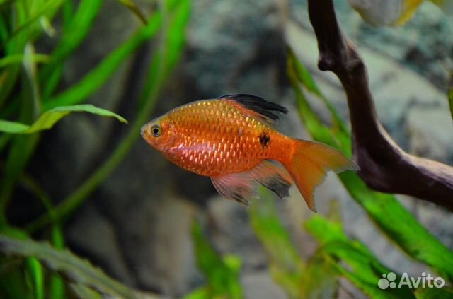 Огненный барбус
