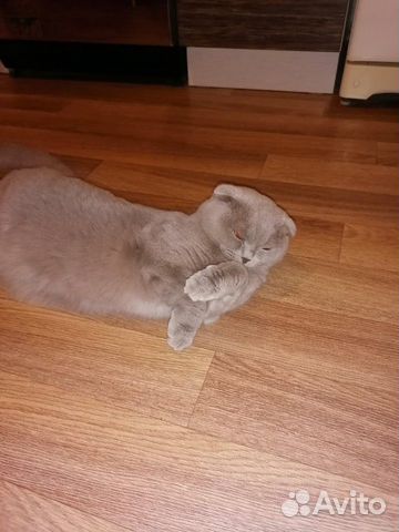 Кошка ишет котика