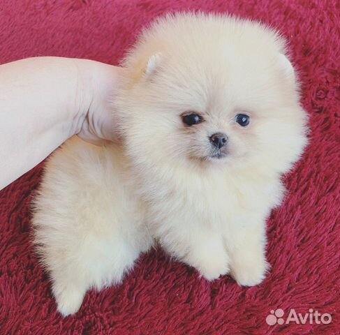 Шпиц микро помераночка - дев