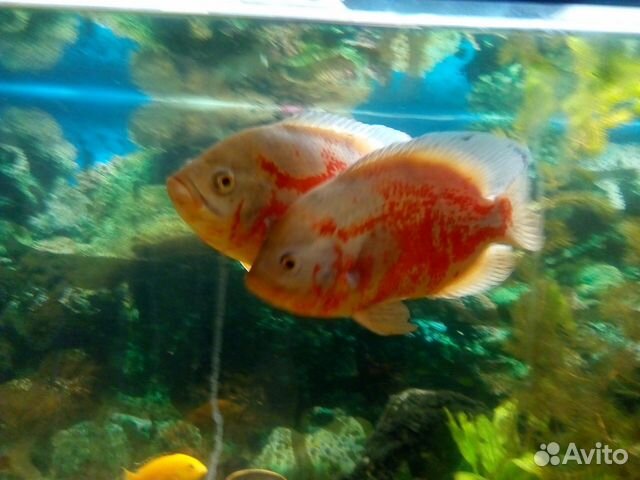 Аквариумные рыбки