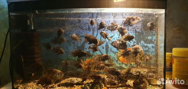 Продам мальков циклид