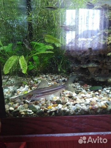 Рыбки еллоу и касатка