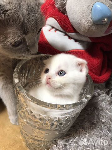 Шотландские вислоухие котята