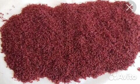 Мотыль кормовой