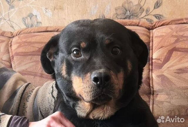 Отдам суку ротвейлера в добрые руки