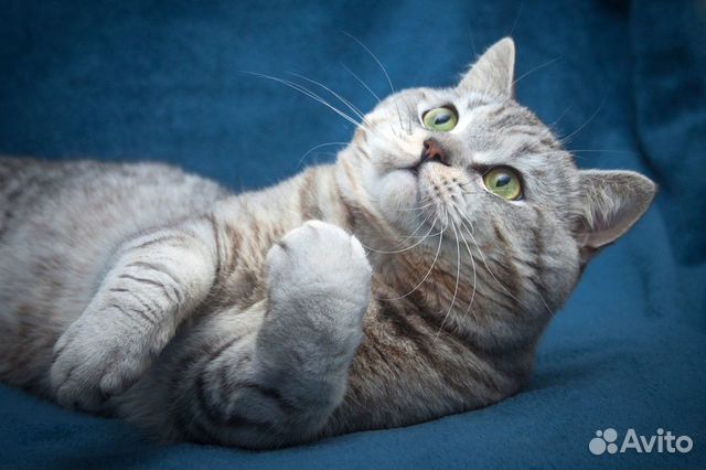 Роскошный ласковый шотлантский кот Паша